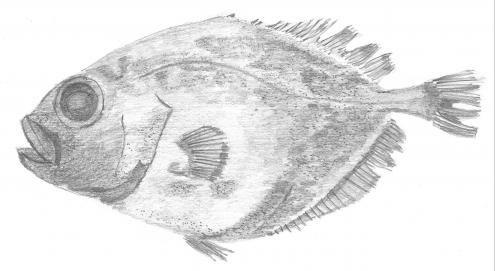 Fish species | All Freez